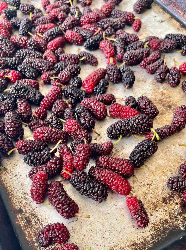 Mulberry Muffins Recipe - Simple, Easy & Delicious - joinmeinthekitchen.com